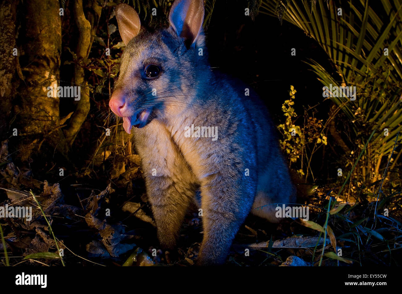 Brushtail possum feeding on fruit - New Zealand Stock Photo - Alamy