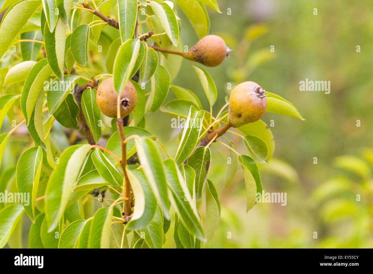 Small growing pears in the garden, branch with fresh immature fruits ...