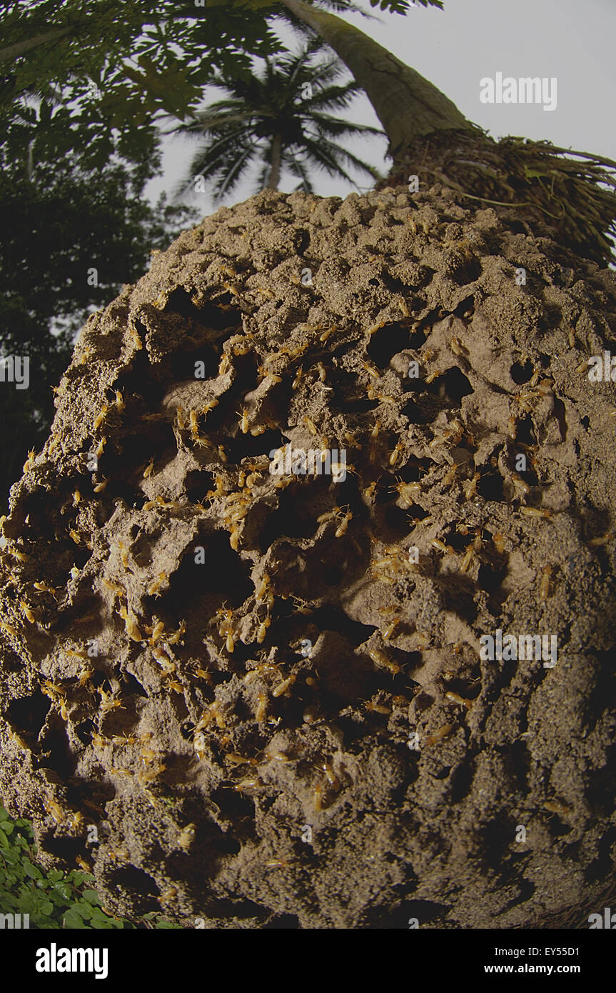 Termite nest on palm tree - Fiji Stock Photo - Alamy