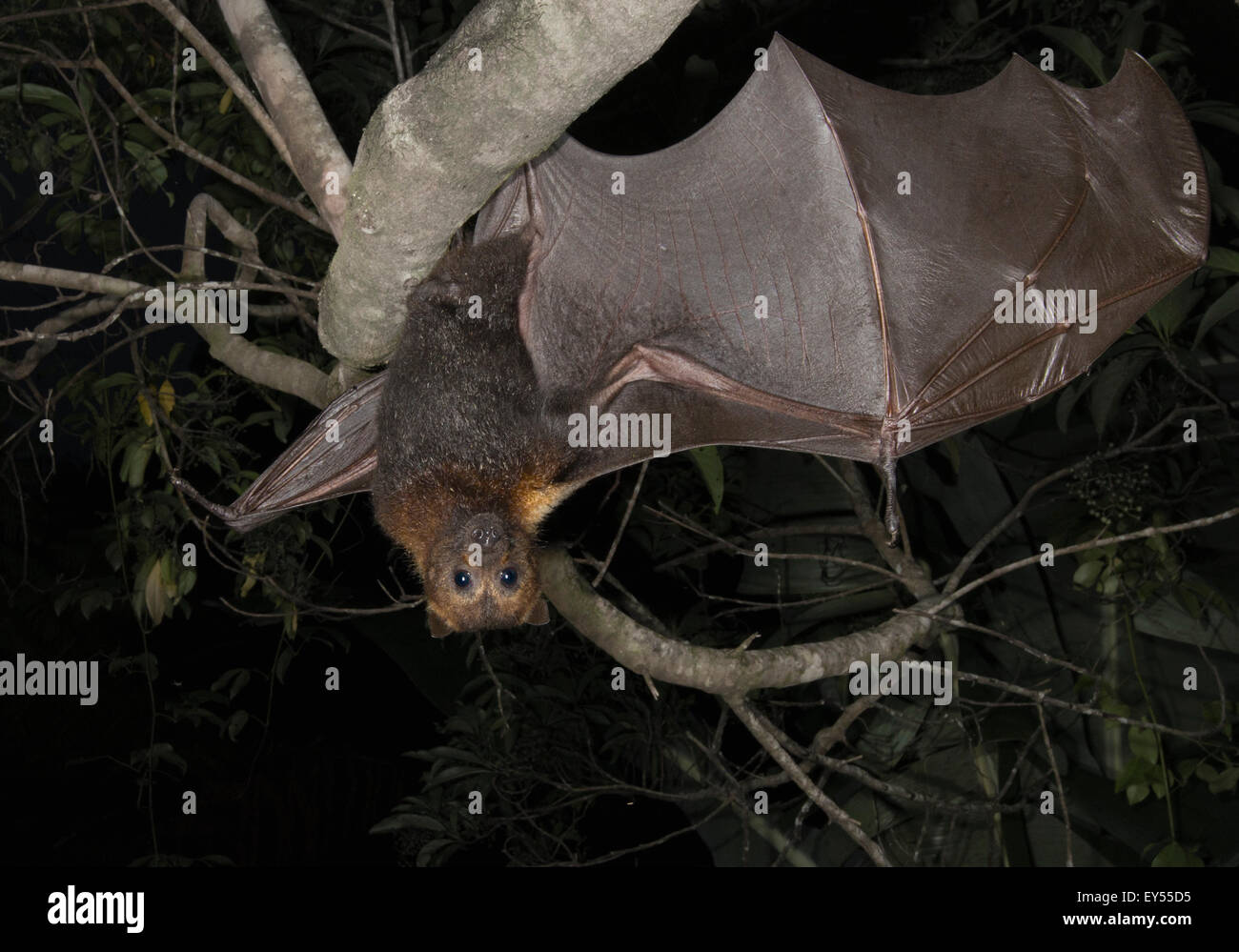 Masked flying fox hi-res stock photography and images - Alamy