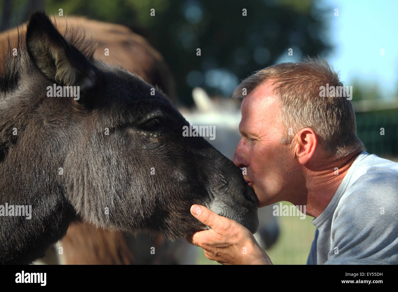 Donkey Man Stock Photos & Donkey Man Stock Images - Alamy