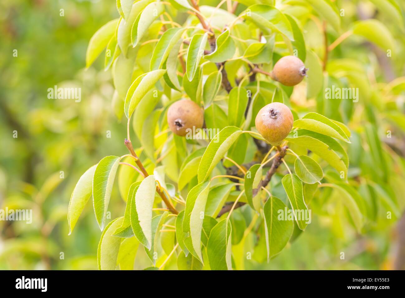 Immature pear hi-res stock photography and images - Alamy
