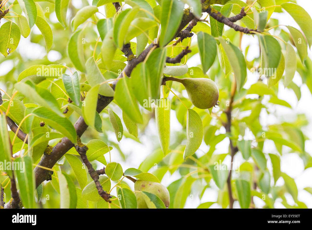 Small growing pears in the garden, branch with fresh immature fruits ...