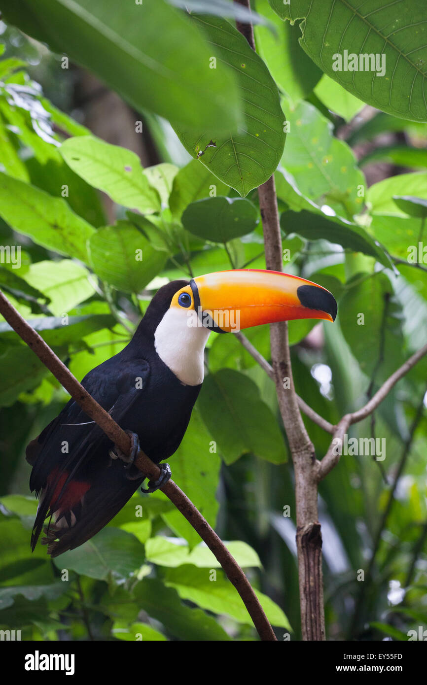 Toco toucan hi-res stock photography and images - Alamy