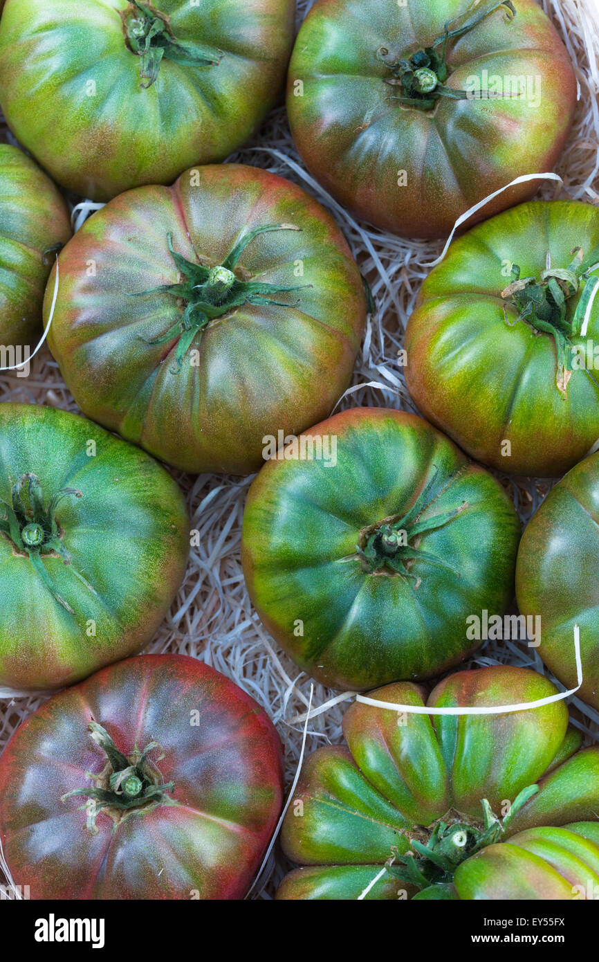 Harvest of tomatoes 'Noire de Crimée' Stock Photo - Alamy