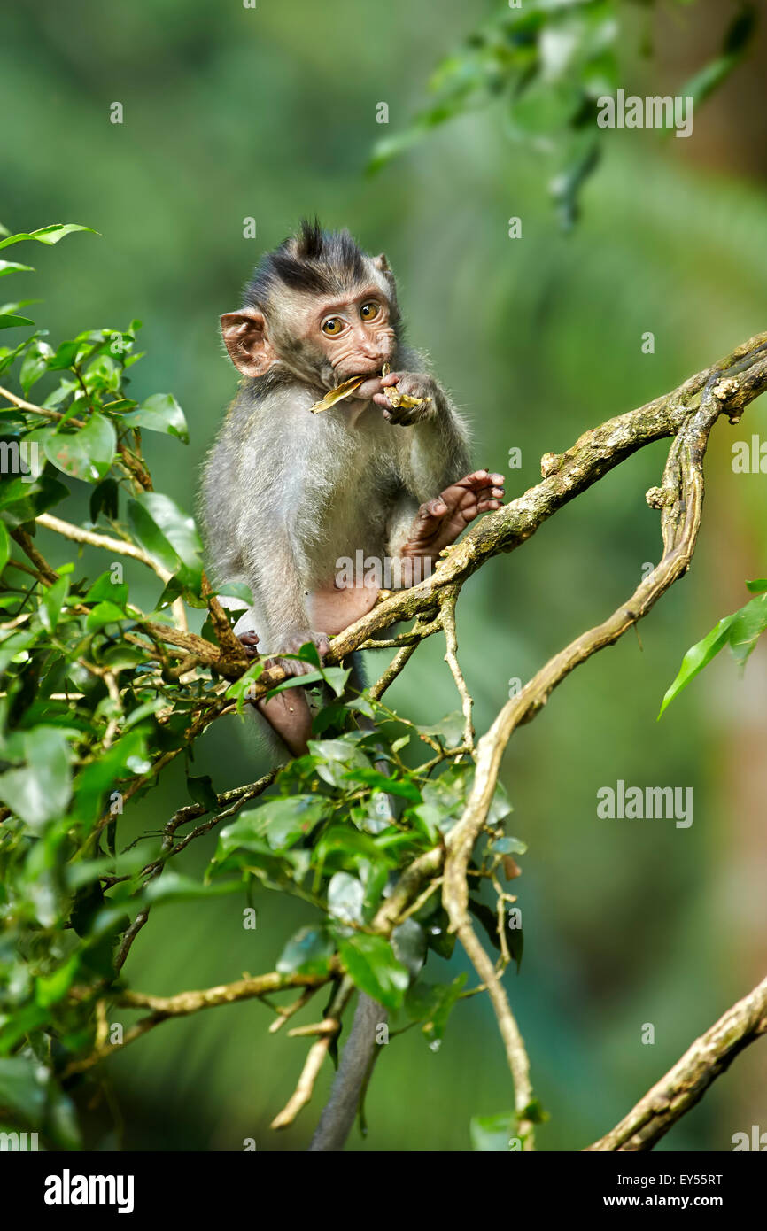 Long-tailed Macaque - Sacred Monkey Forest Sanctuary Bali Stock Photo ...