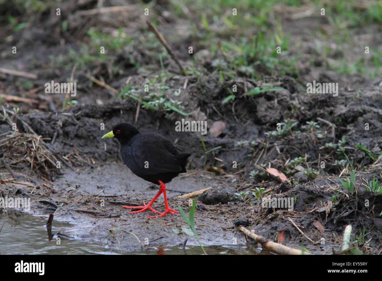 Black crake hi-res stock photography and images - Alamy