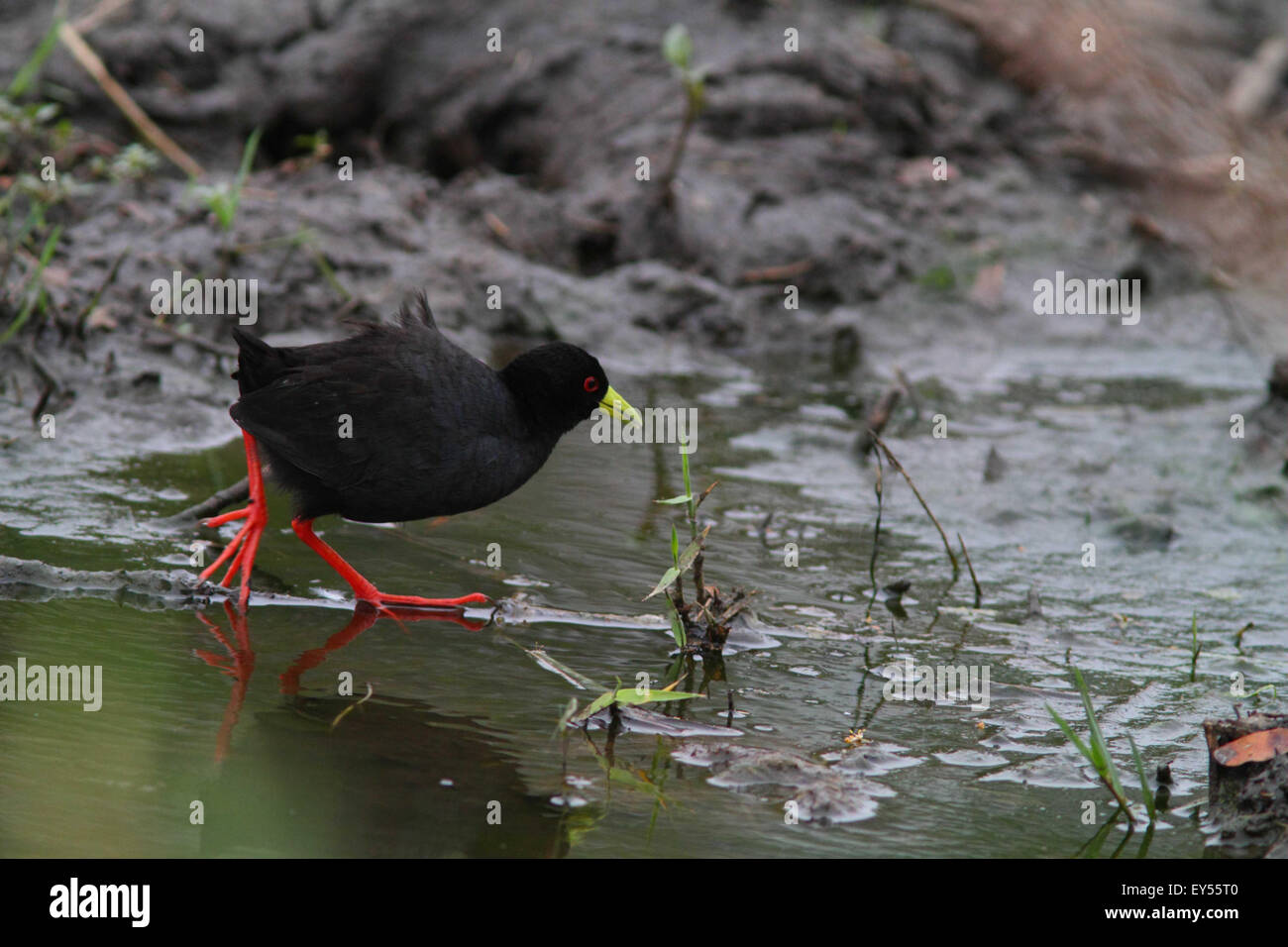 Black crake hi-res stock photography and images - Alamy