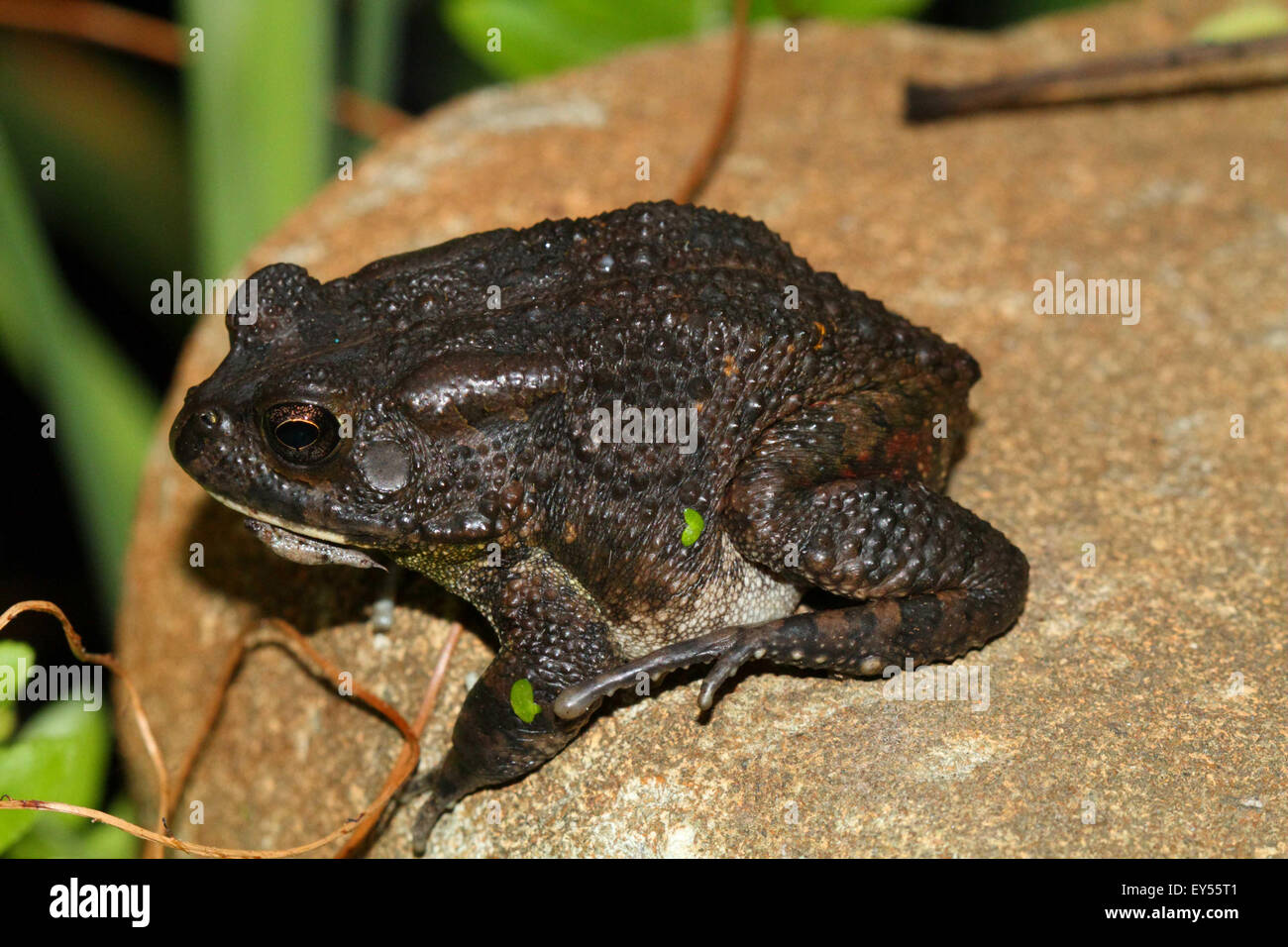 Eastern olive toad on rock - Kruger NP South Africa Stock Photo - Alamy