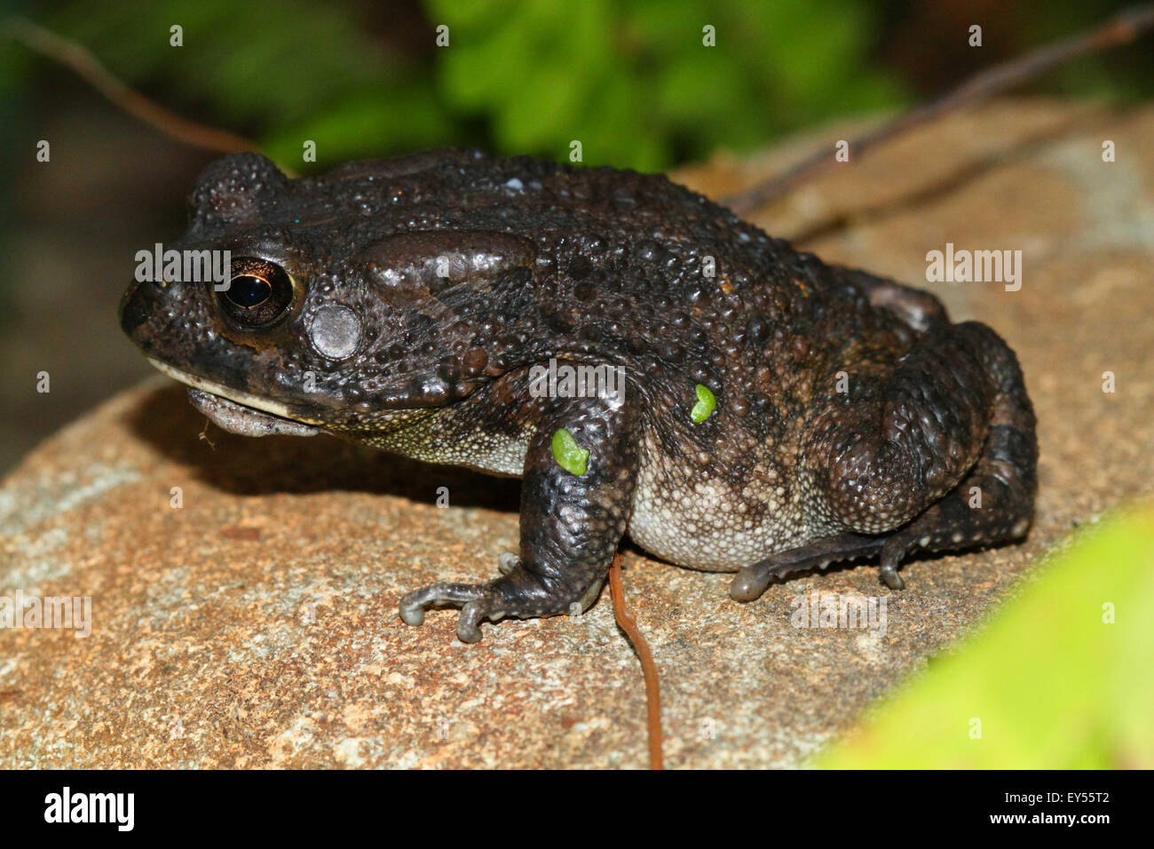 Eastern olive toad on rock - Kruger NP South Africa Stock Photo - Alamy