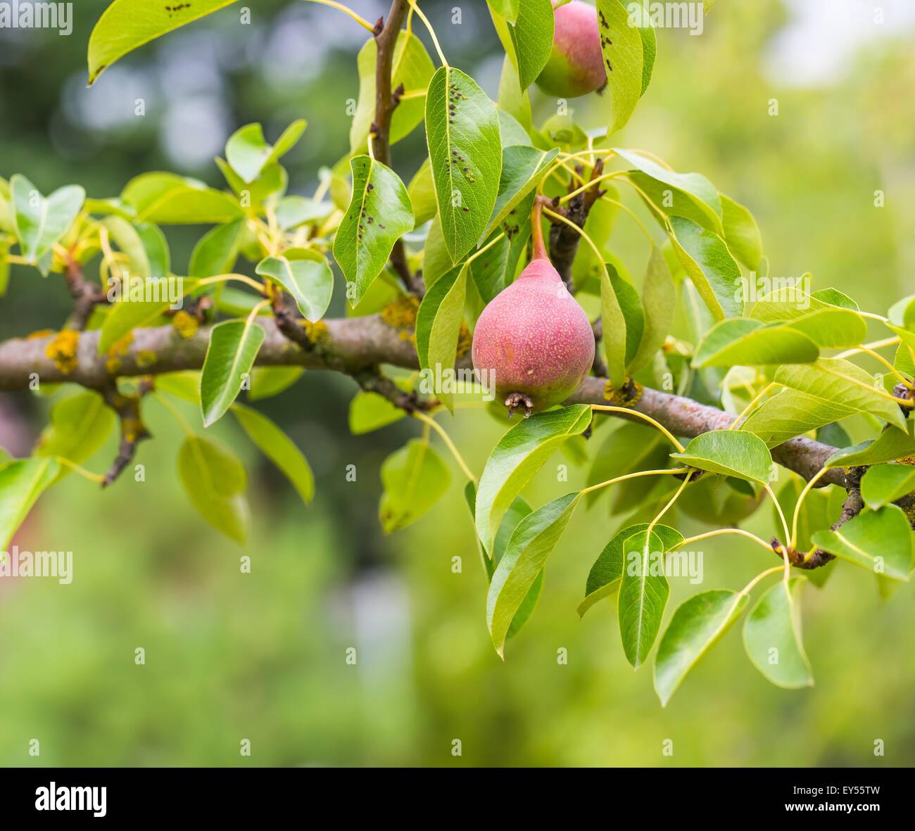 Small growing pears in the garden, branch with fresh immature fruits ...
