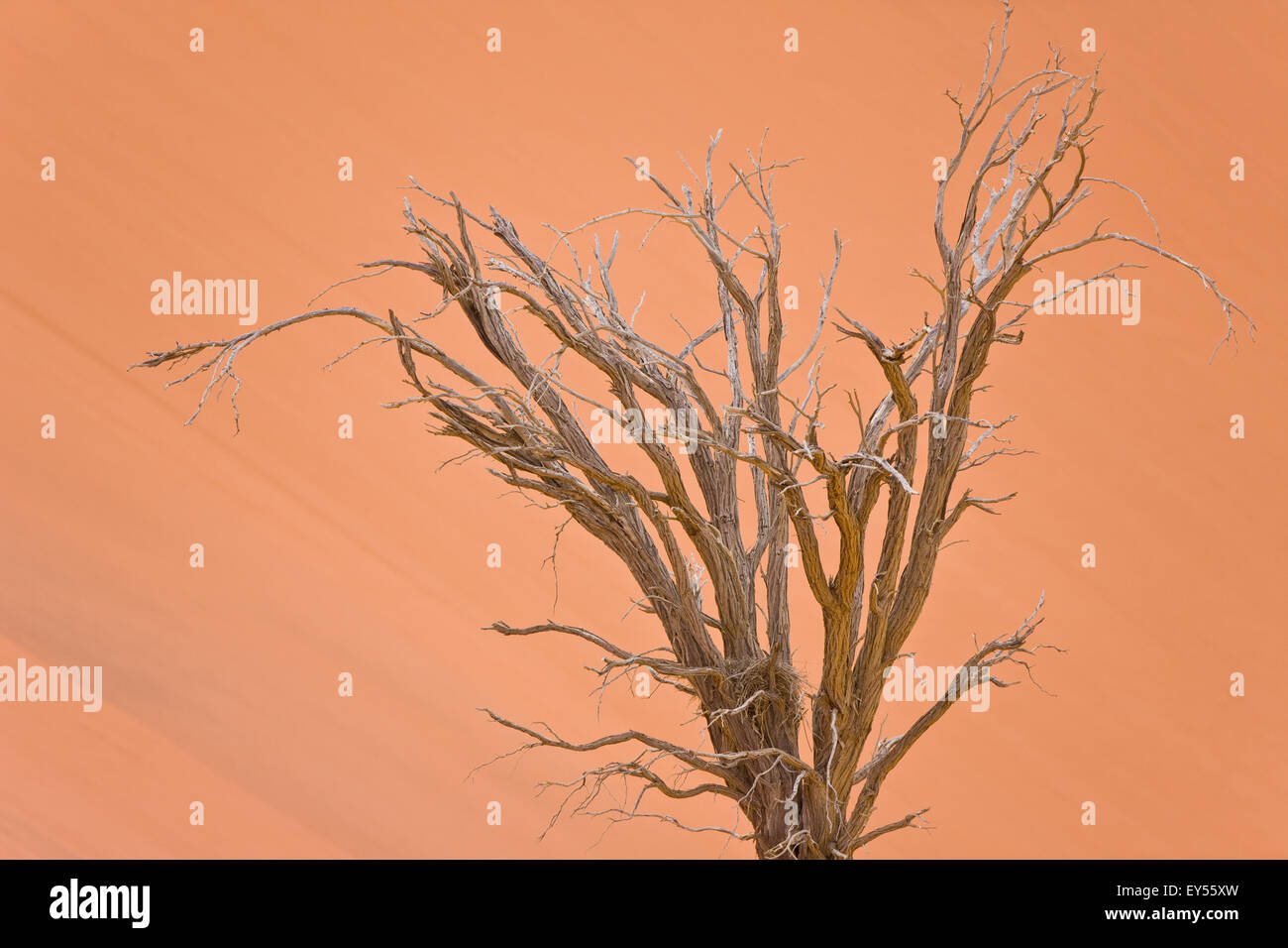 Dead tree and sand dune - Namib Desert Namibia Stock Photo - Alamy