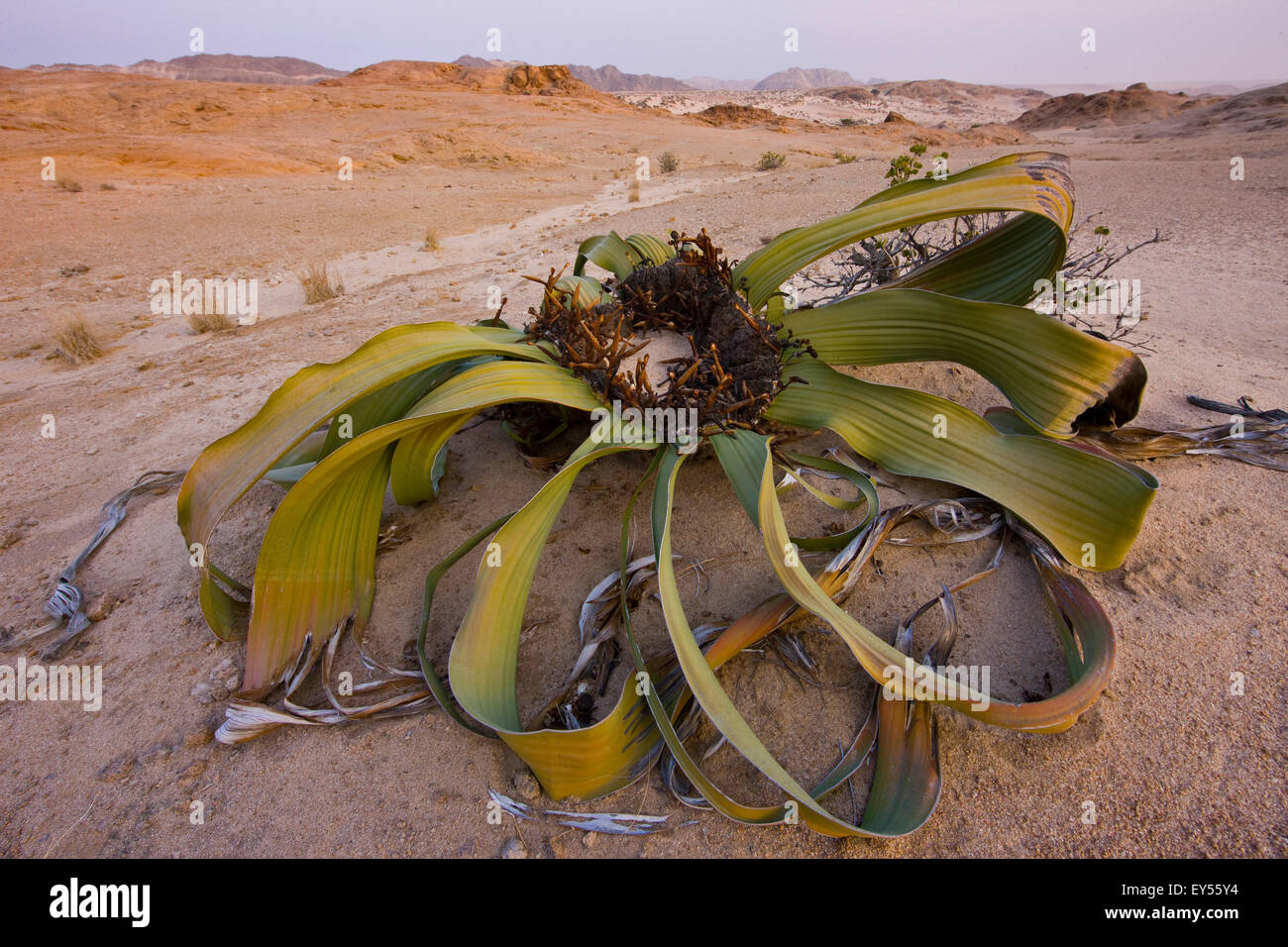 Taruk Namibia Welwitschia | The Great Welwitschia Mirabilis Plant in ...