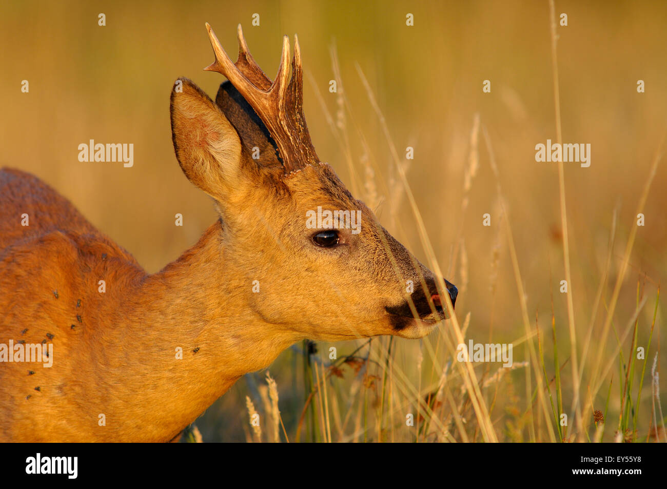 Portrait of Roe deer male during the rut - France Stock Photo - Alamy