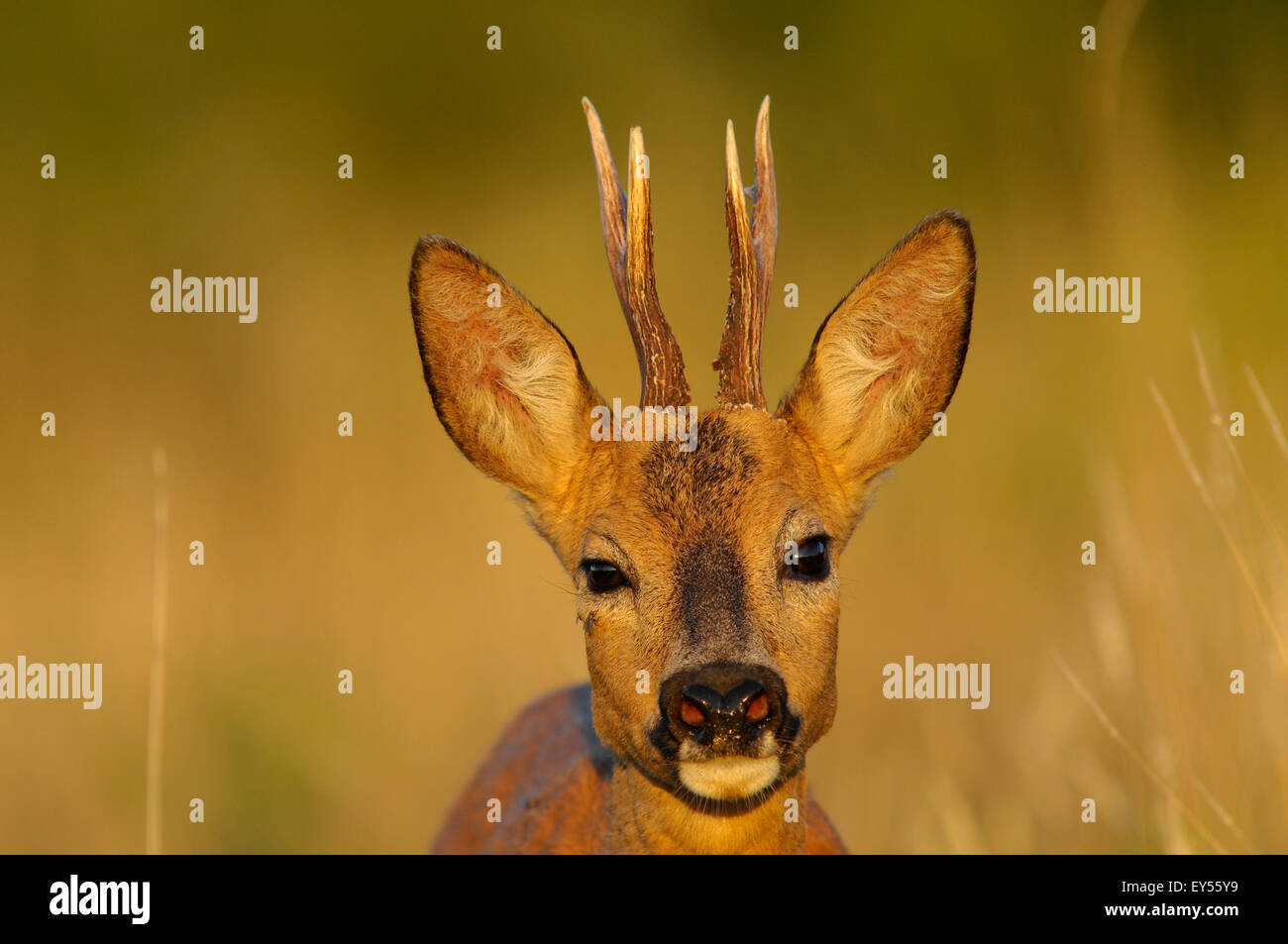 Portrait of Roe deer male during the rut - France Stock Photo - Alamy
