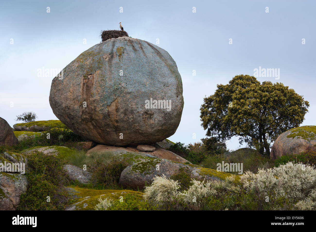 White Stork on granitic rock - Los Barruecos NM Spain Stock Photo - Alamy
