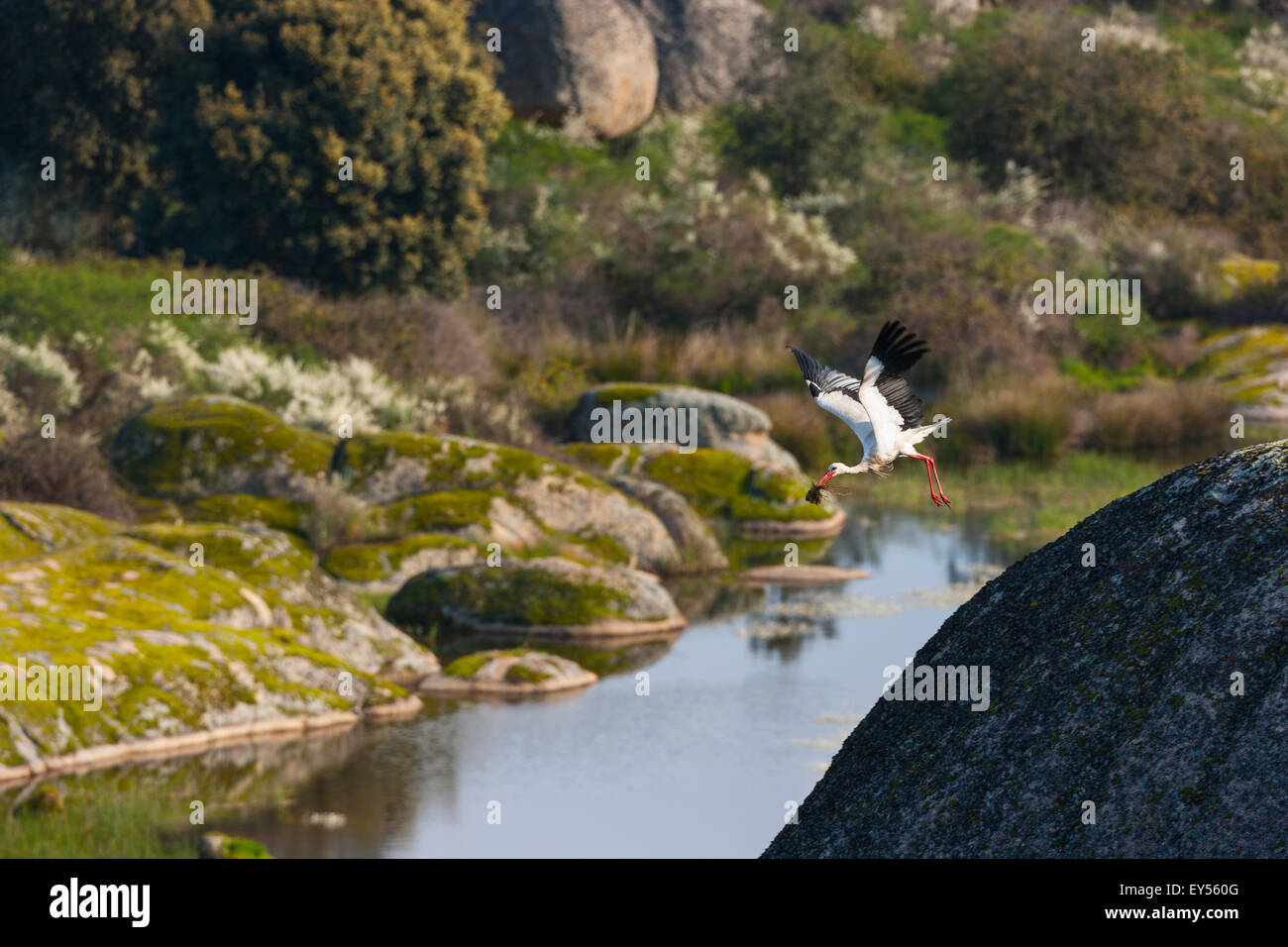 White Stork flying and granitic rock - Los Barruecos Spain Stock Photo ...