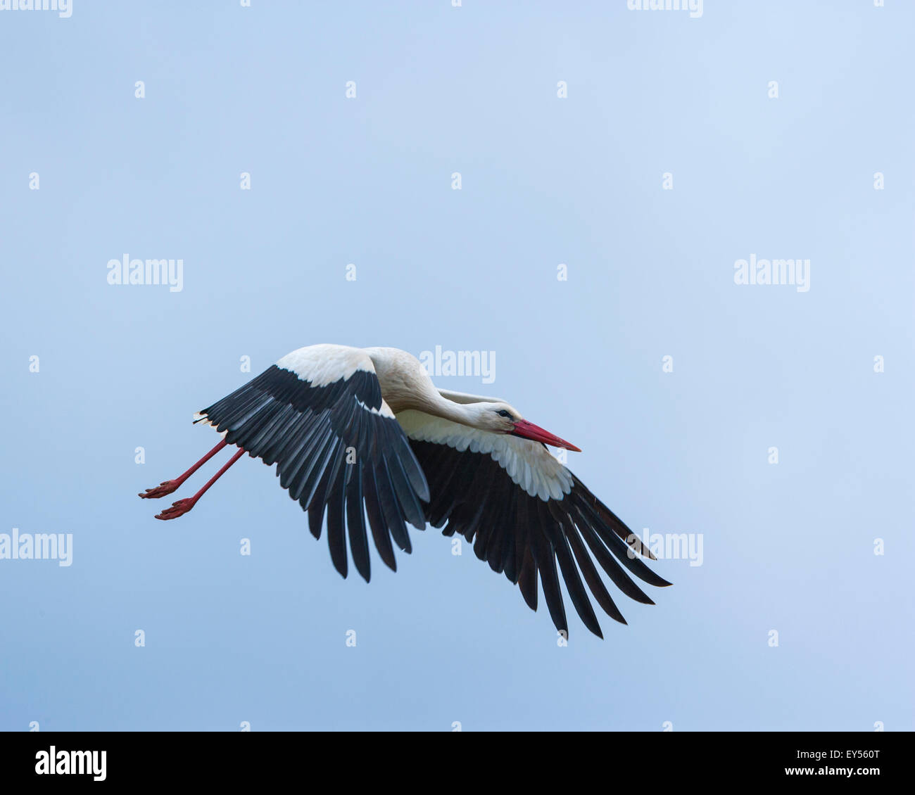 White Stork in flight - Los Barruecos Spain Stock Photo - Alamy