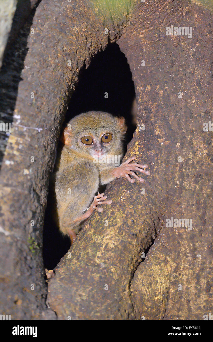 Tarsius Bancanus High Resolution Stock Photography and Images - Alamy