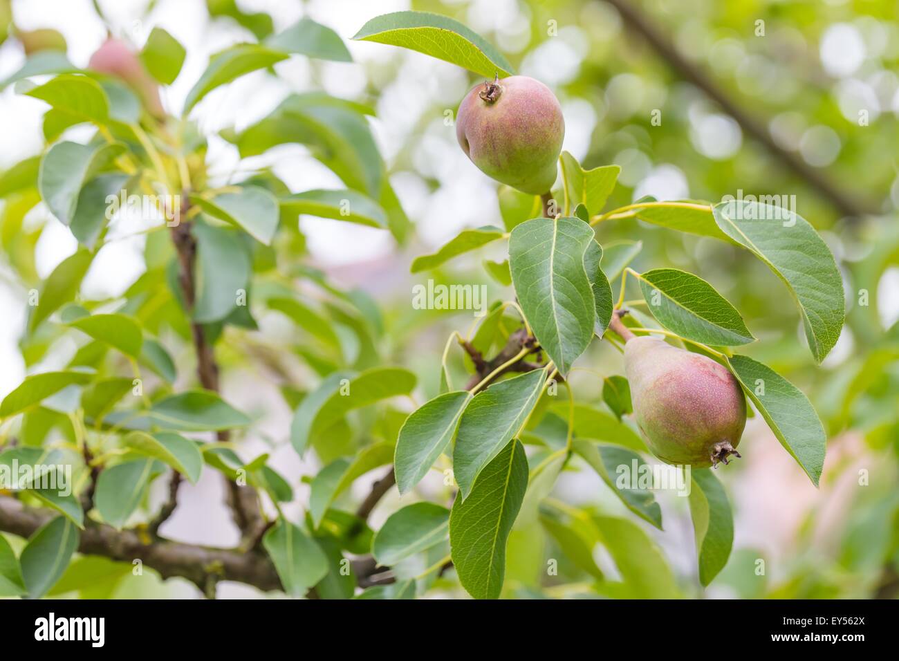 Small growing pears in the garden, branch with fresh immature fruits ...