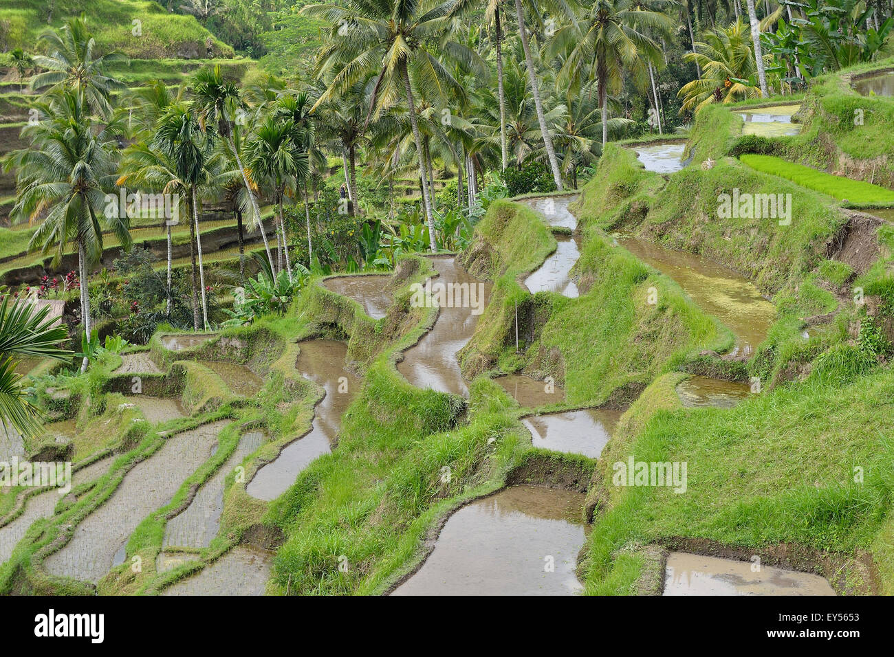 Rice terraces - Bali Indonesia Stock Photo - Alamy