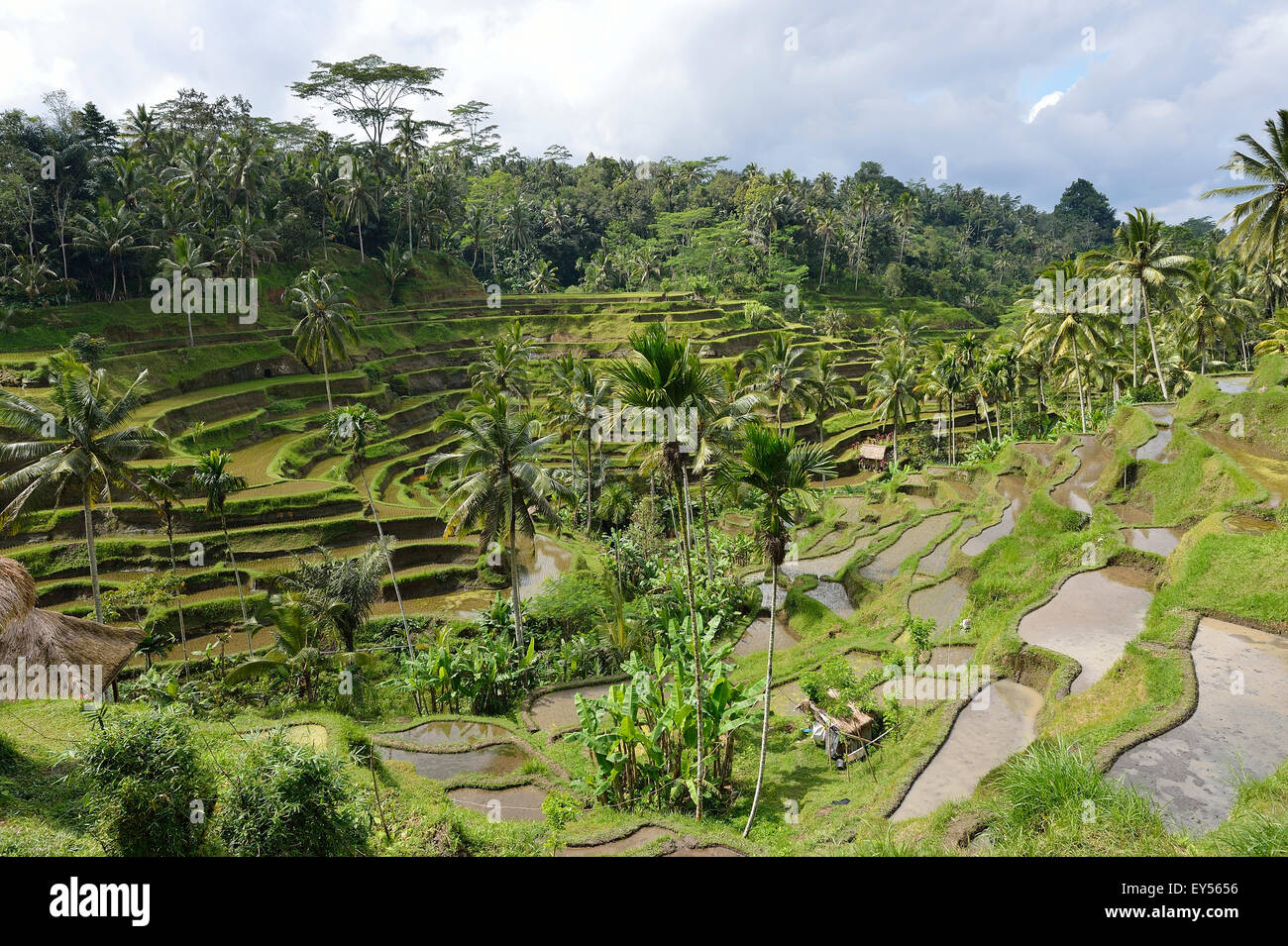 Rice terraces - Bali Indonesia Stock Photo - Alamy