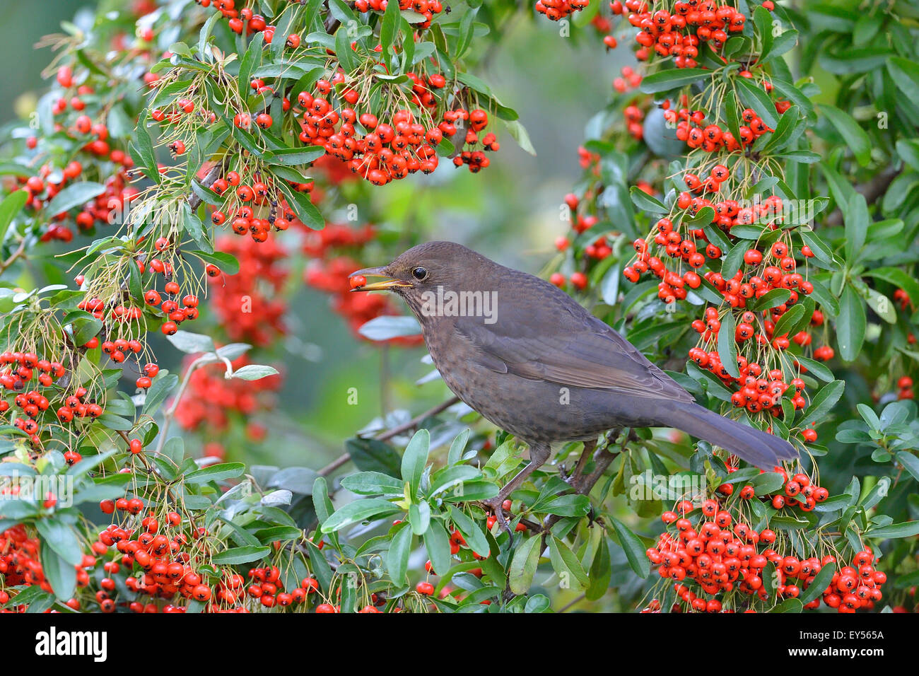 Cotoneaster Sp High Resolution Stock Photography and Images - Alamy