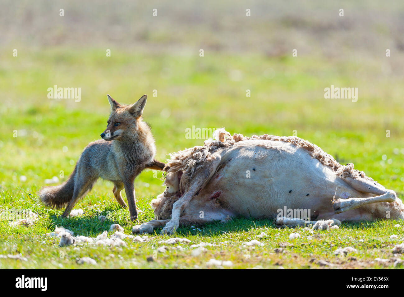 Red fox and Sheep corpse - PN Cabañeros Spain Montes de Toledo Stock ...