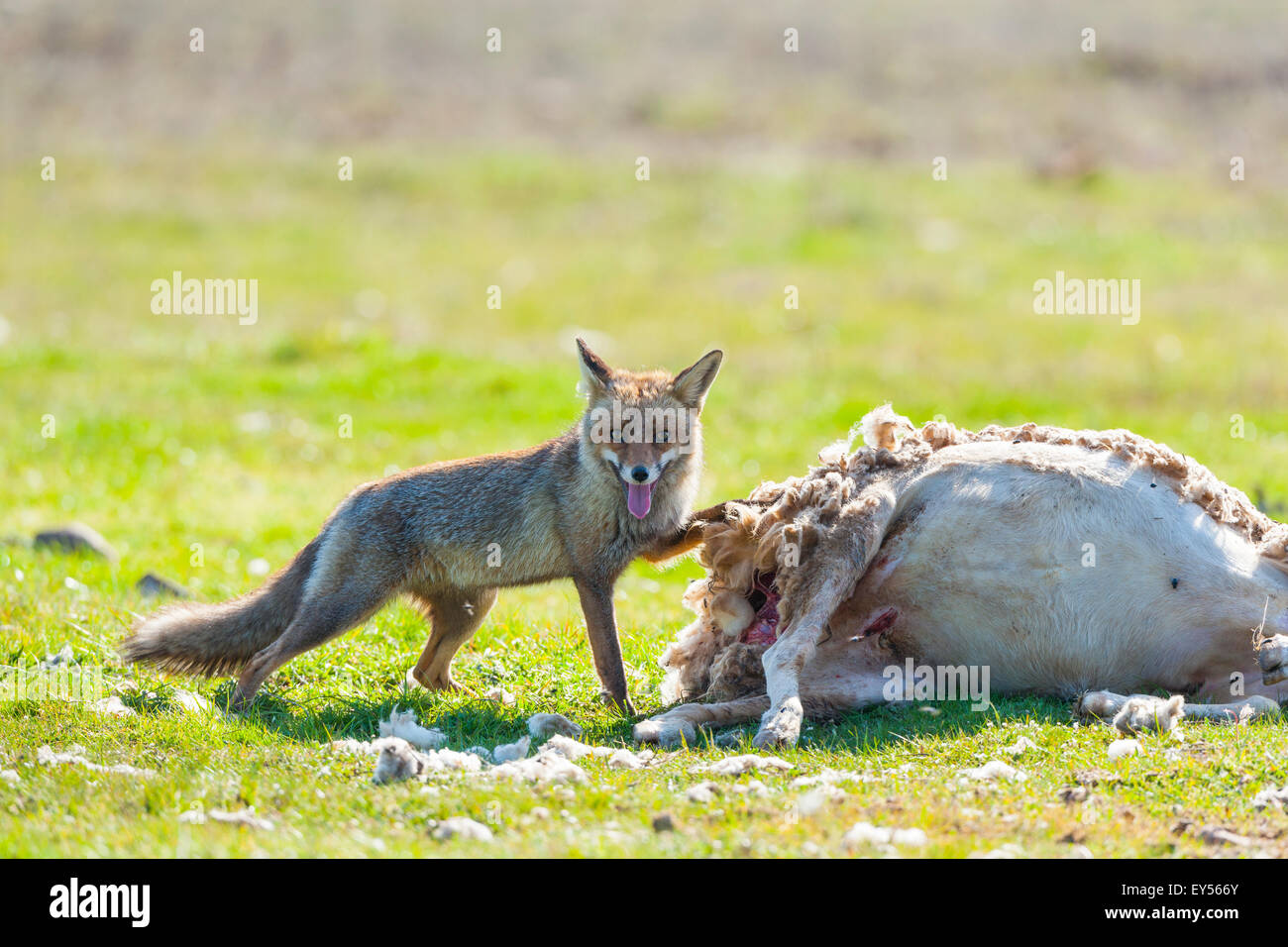 Red fox and Sheep corpse - PN Cabañeros Spain Montes de Toledo Stock ...