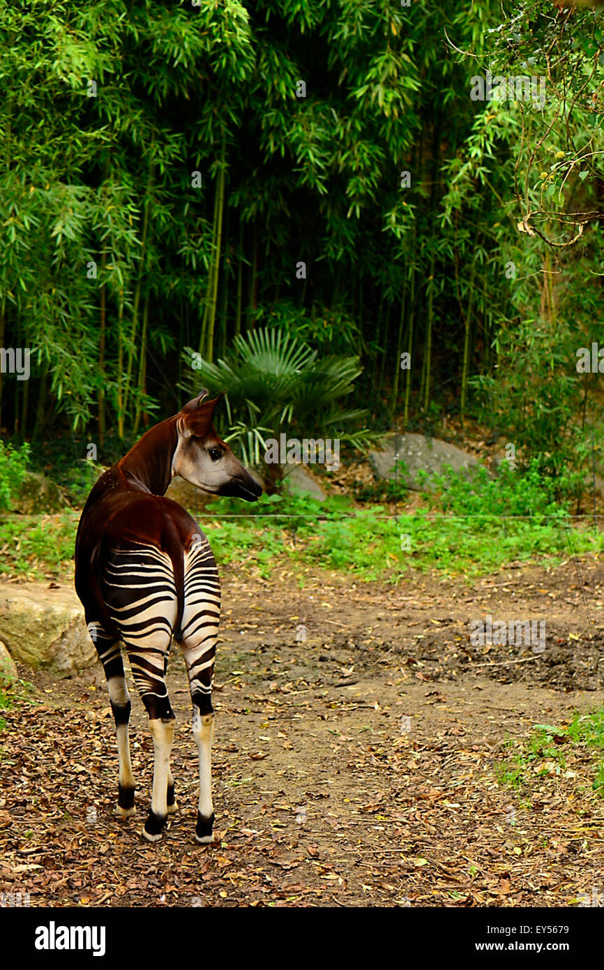 Okapi in a pen - Zoo de Doue la Fontaine France Stock Photo - Alamy