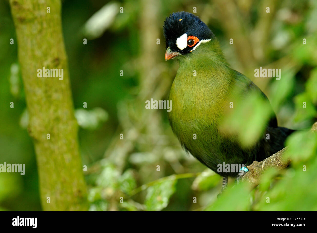 Hartlaub's Turaco - Zoo Doue la Fontaine France Stock Photo - Alamy