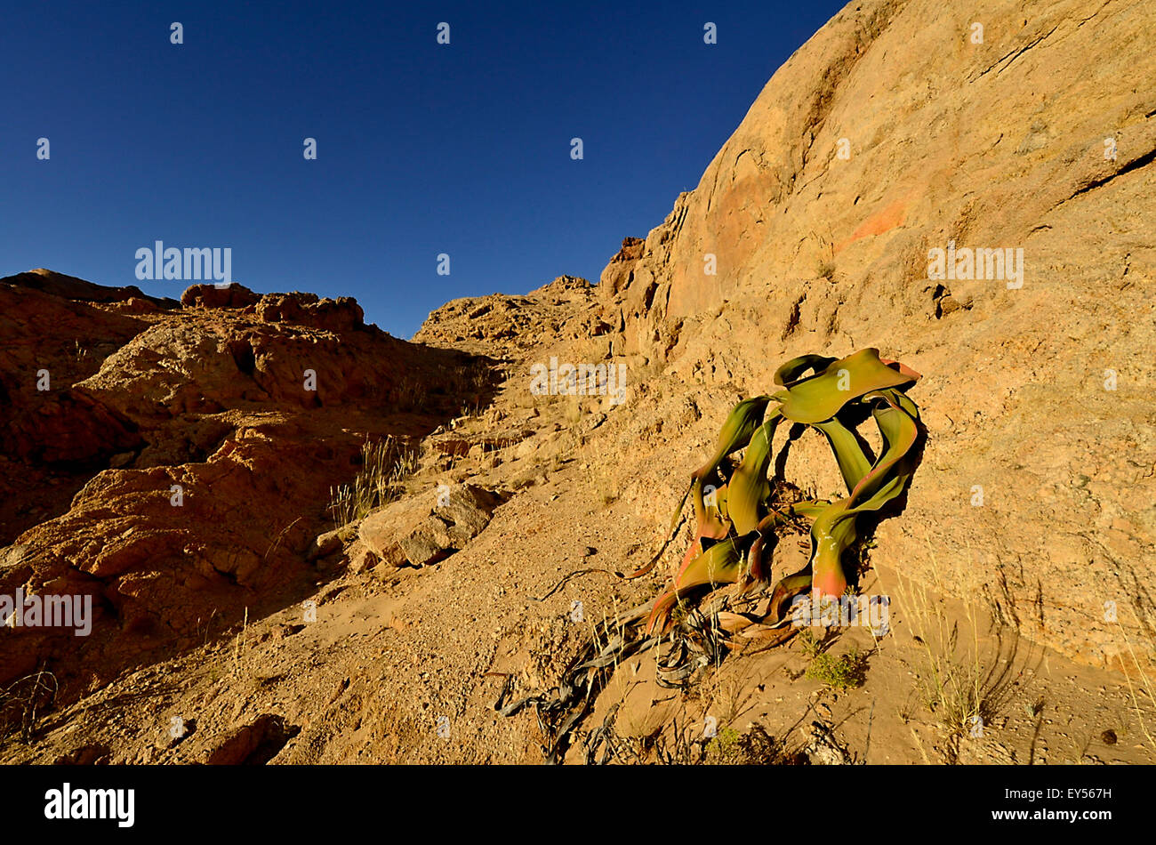 Welwitschia - Namib Desert Namibia This plant is considered a species ...