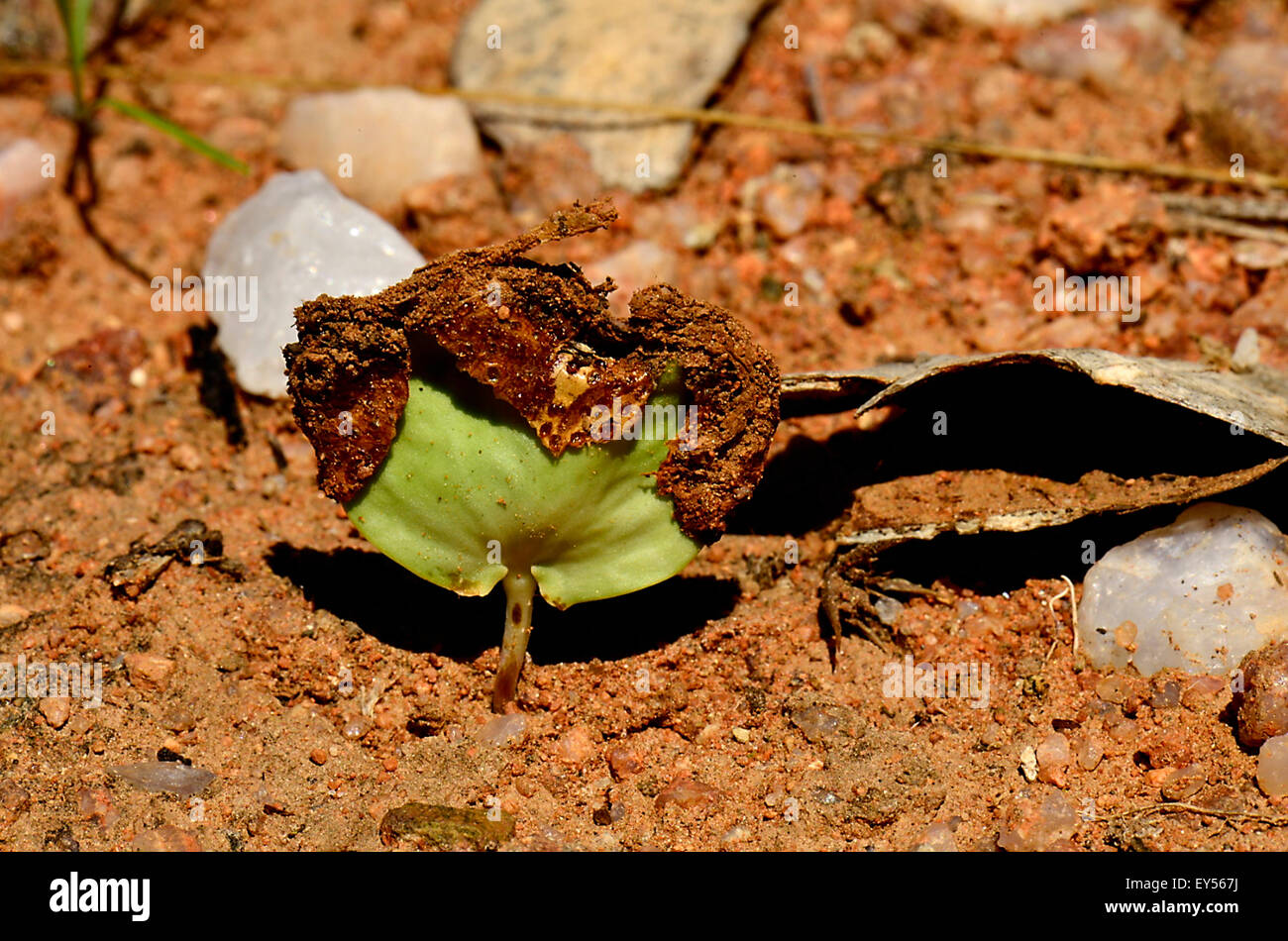 Seedling Mopane - Namib Desert Namibia Stock Photo - Alamy