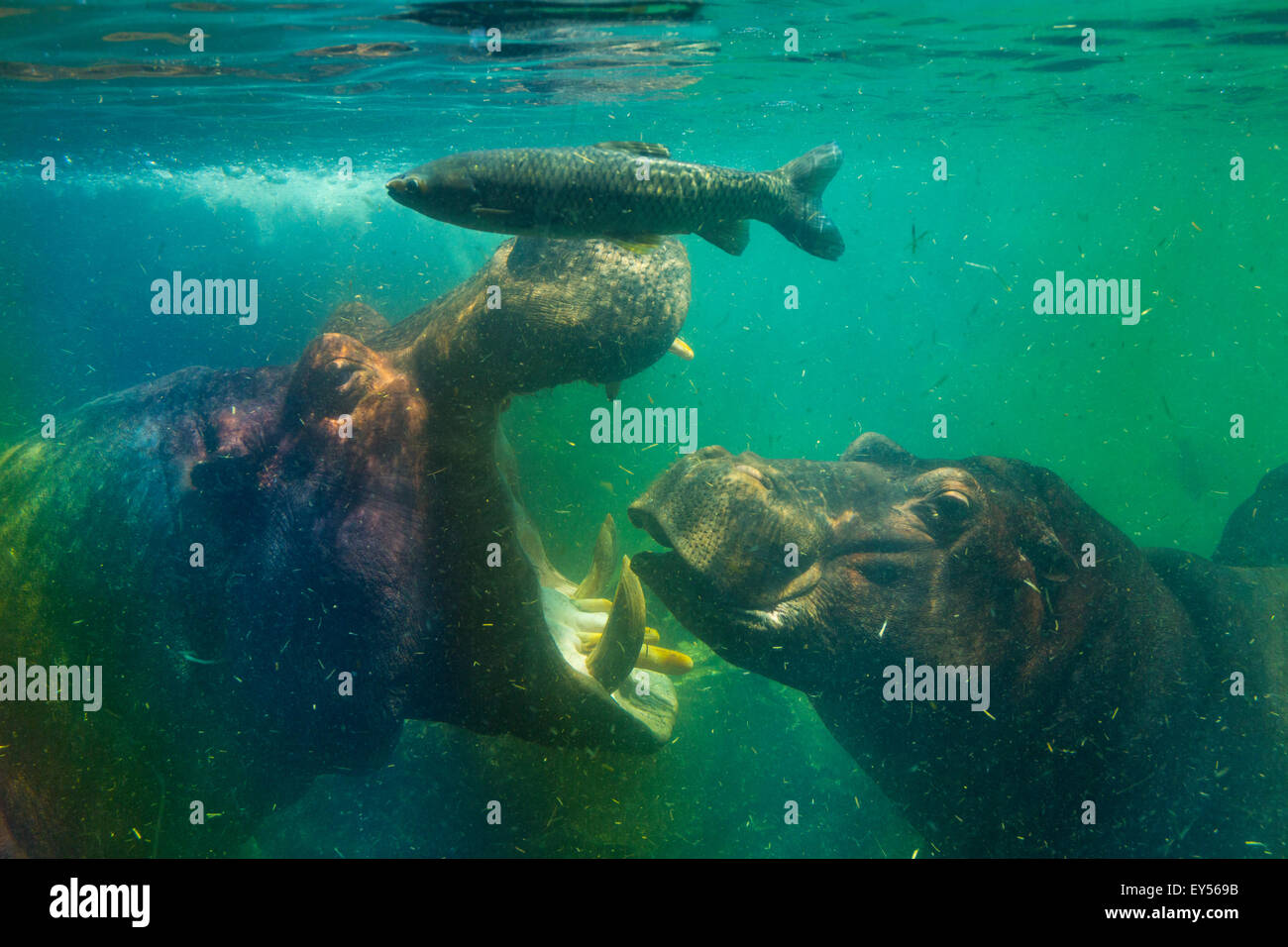 Hippos and Fish underwater Bioparc Valencia - Spain Stock Photo - Alamy