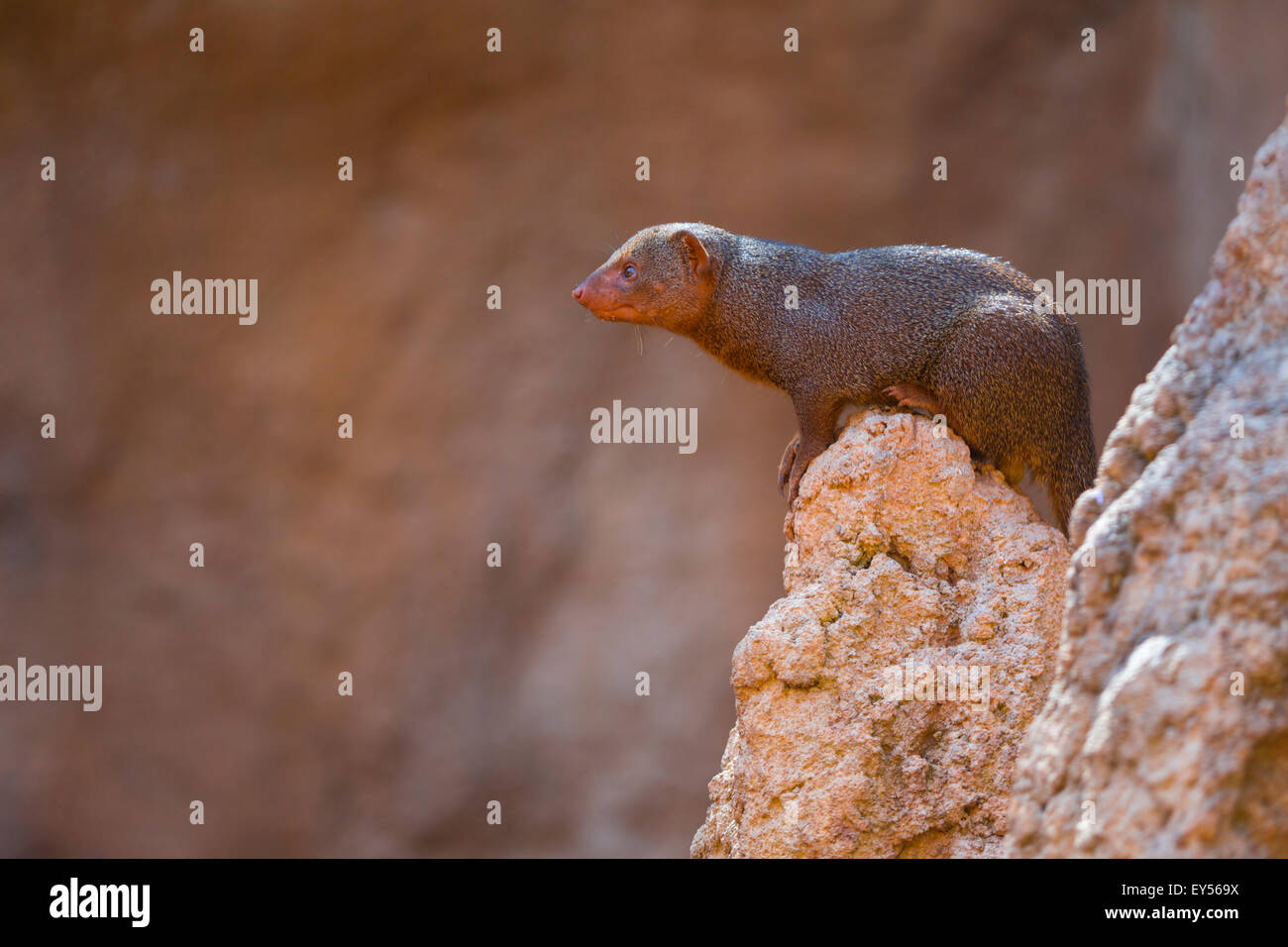 Dwarf mongoose on mound Stock Photo - Alamy