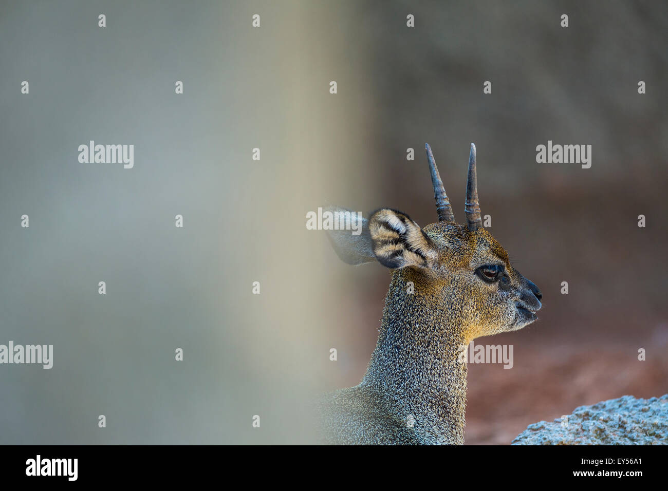 Portrait of Klipspringer Stock Photo - Alamy
