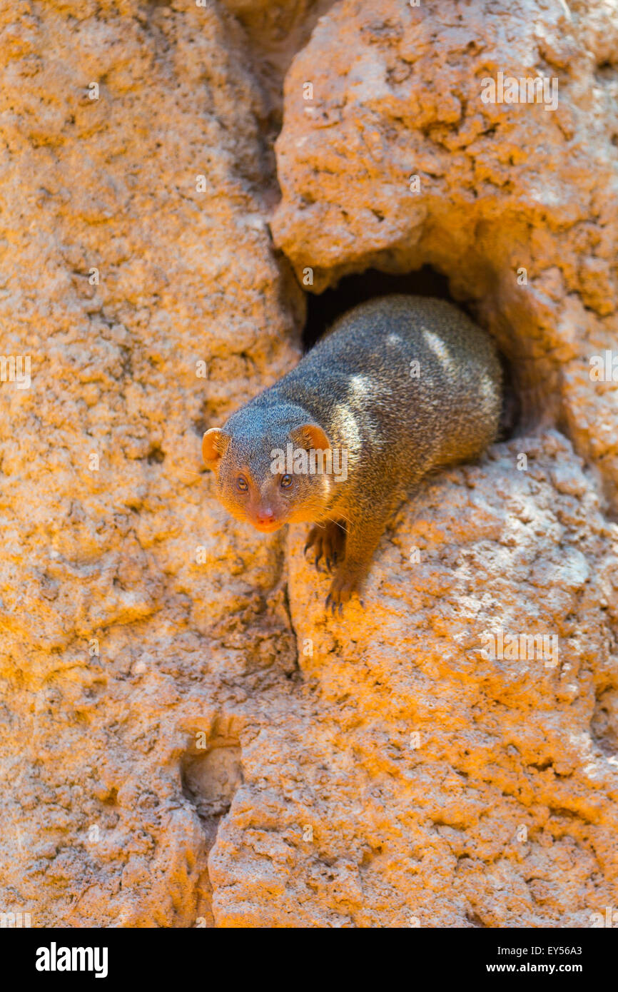 Dwarf mongoose on mound Stock Photo - Alamy