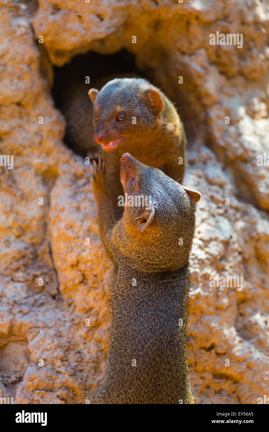 Dwarf mongooses on mound Stock Photo - Alamy