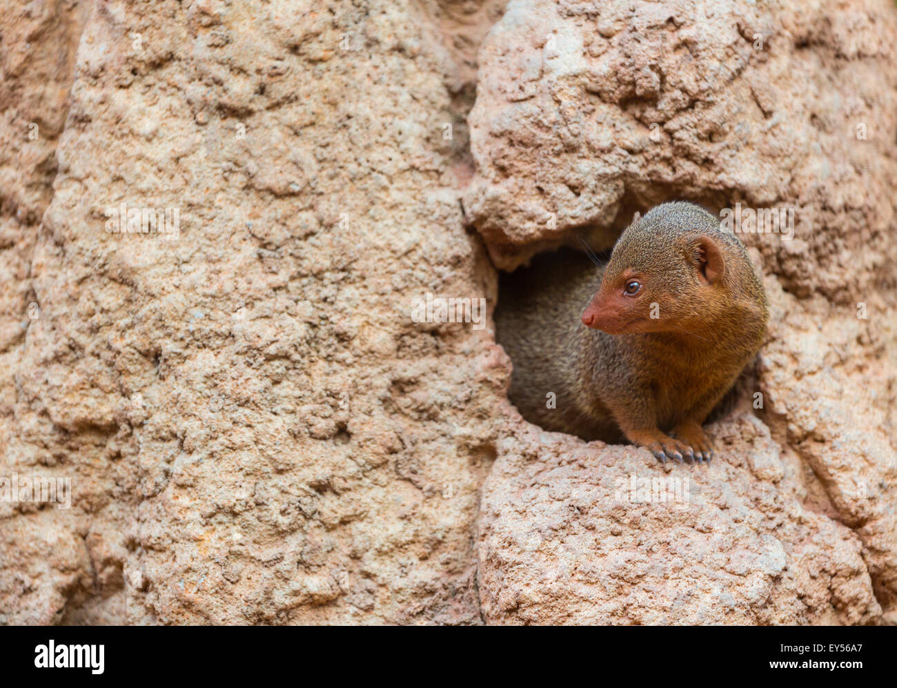 Dwarf mongooses on mound Stock Photo - Alamy