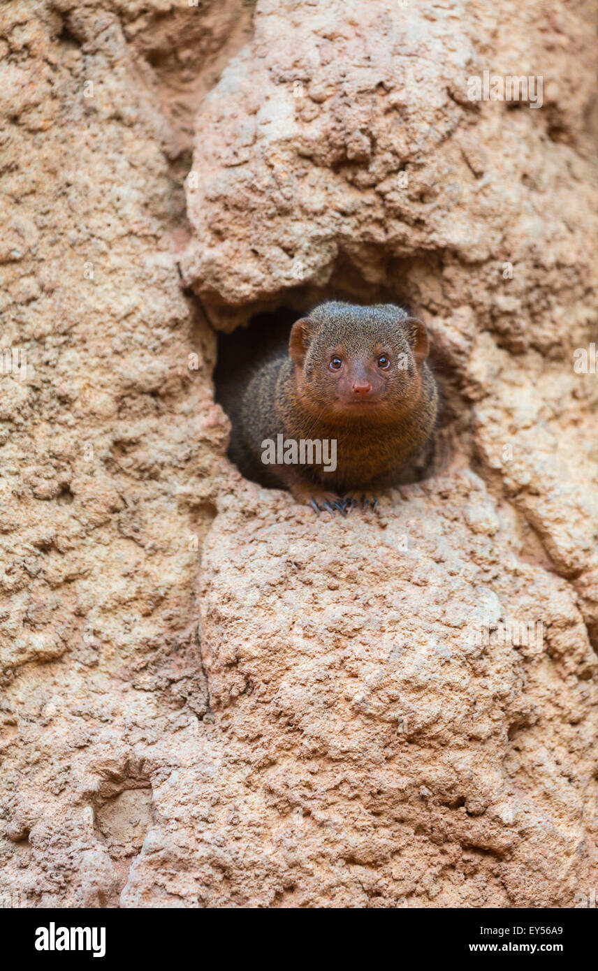 Dwarf mongooses on mound Stock Photo - Alamy