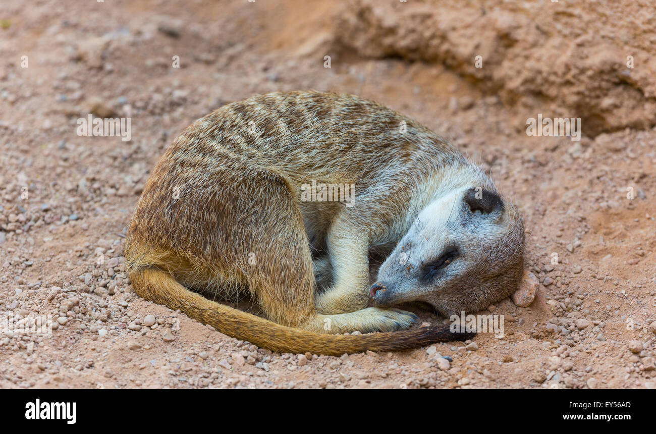 Meerkat resting on sand Stock Photo - Alamy