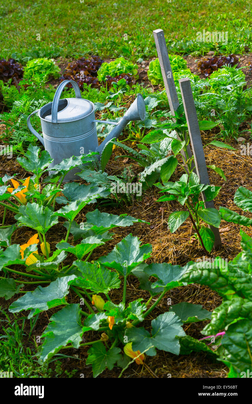 Zucchini seedlings and watering can in a kitchen garden Stock Photo - Alamy