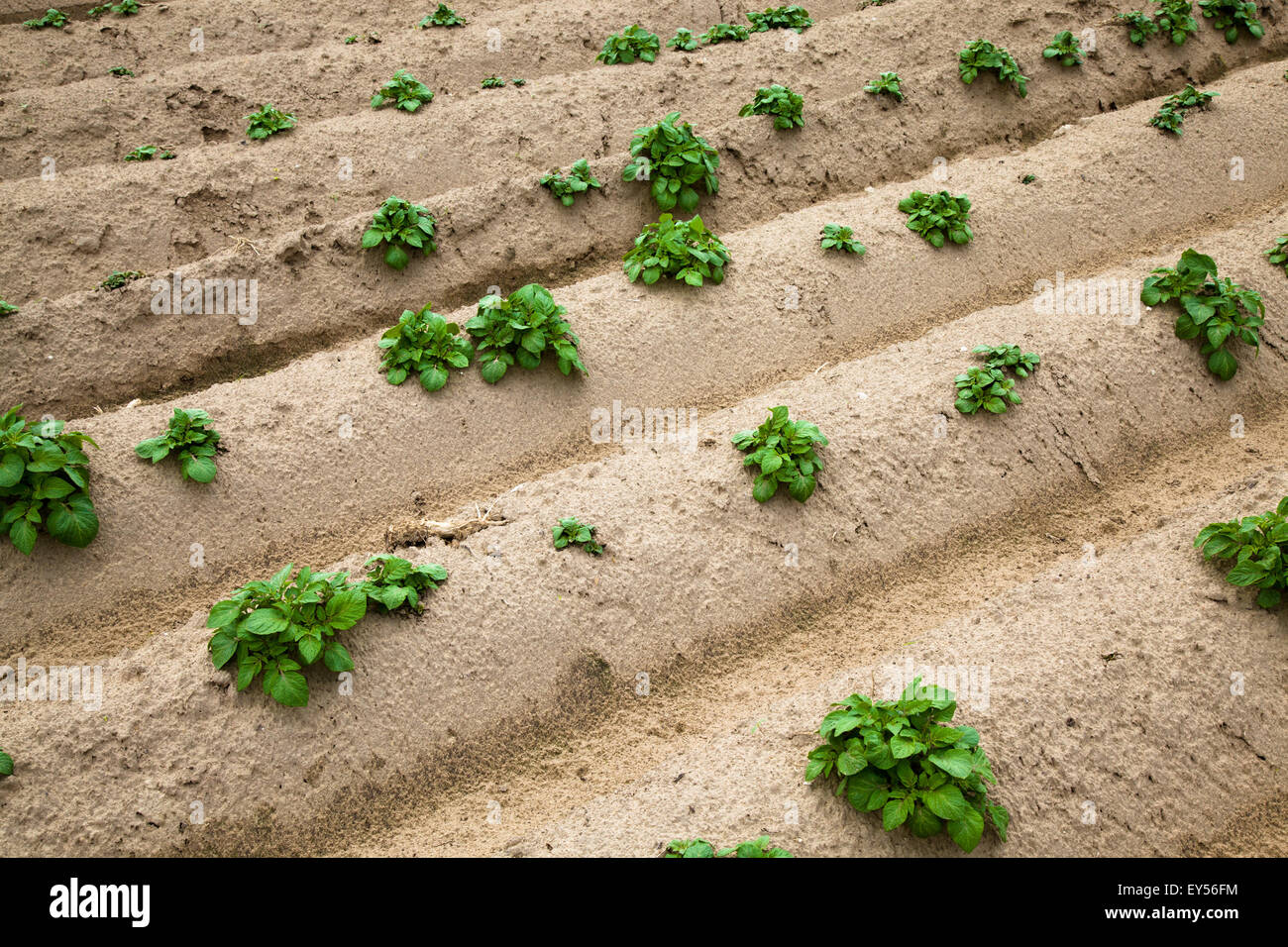 Idaho potato field hi-res stock photography and images - Alamy