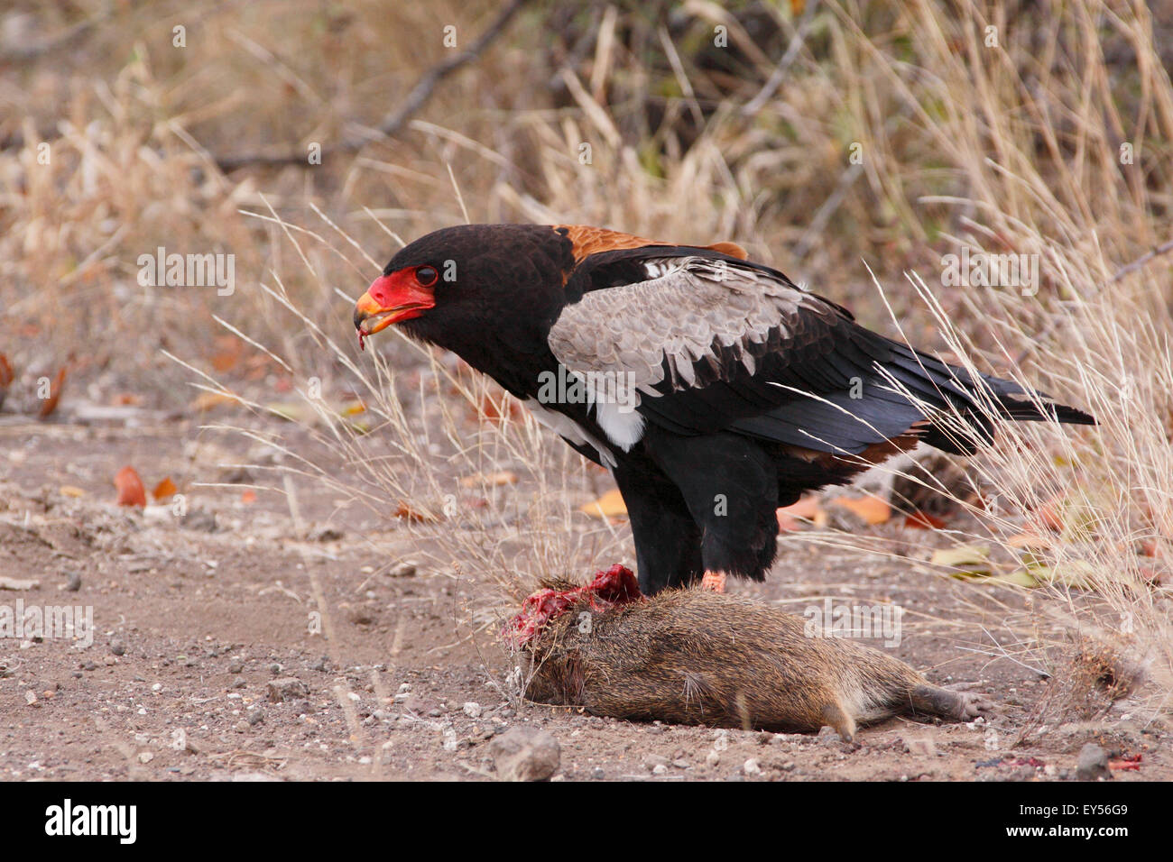 Bateleur on Lesser cane rat - Kruger RSA Stock Photo - Alamy