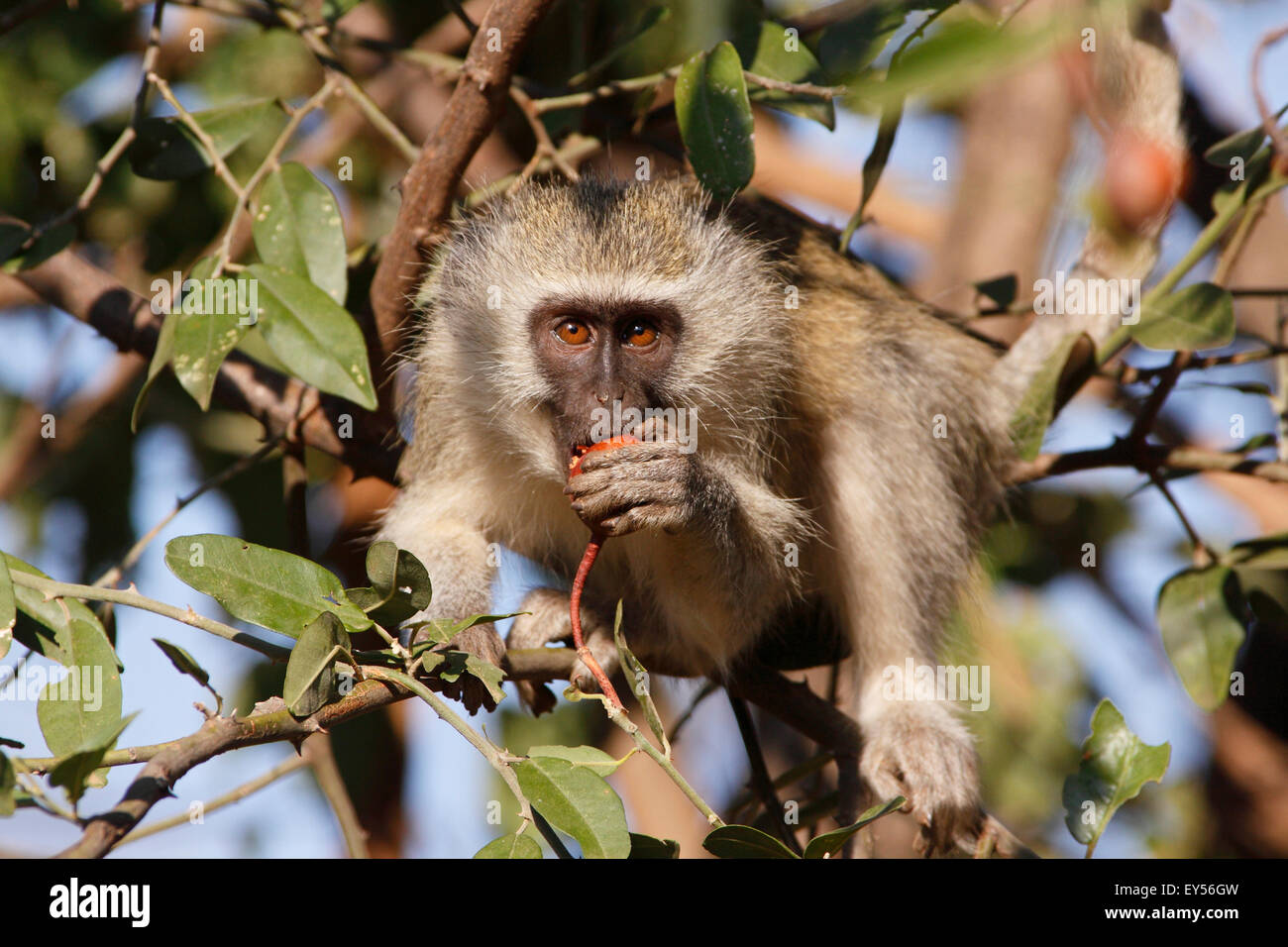 Monkey in tree eating hi-res stock photography and images - Alamy