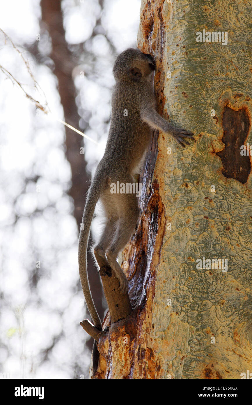 Green Monkey licking the sap of a tree - Kruger South Africa Stock ...