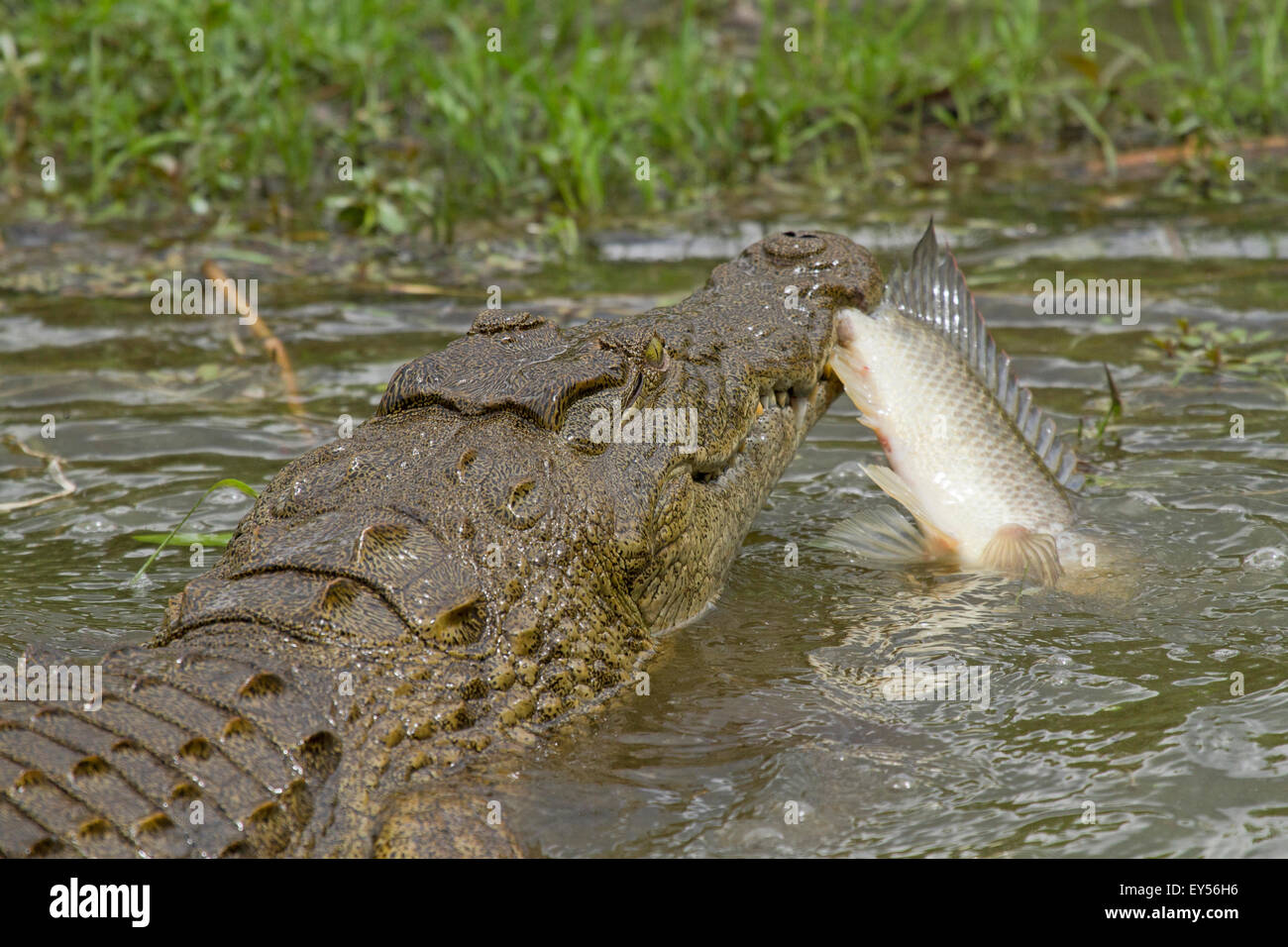 Nile Crocodile catching a catfish. - Kruger South Africa Stock Photo ...