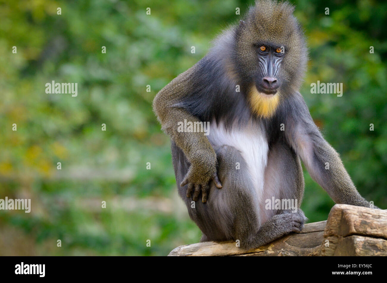 Young male Mandrill - Monkey Valley France Stock Photo - Alamy