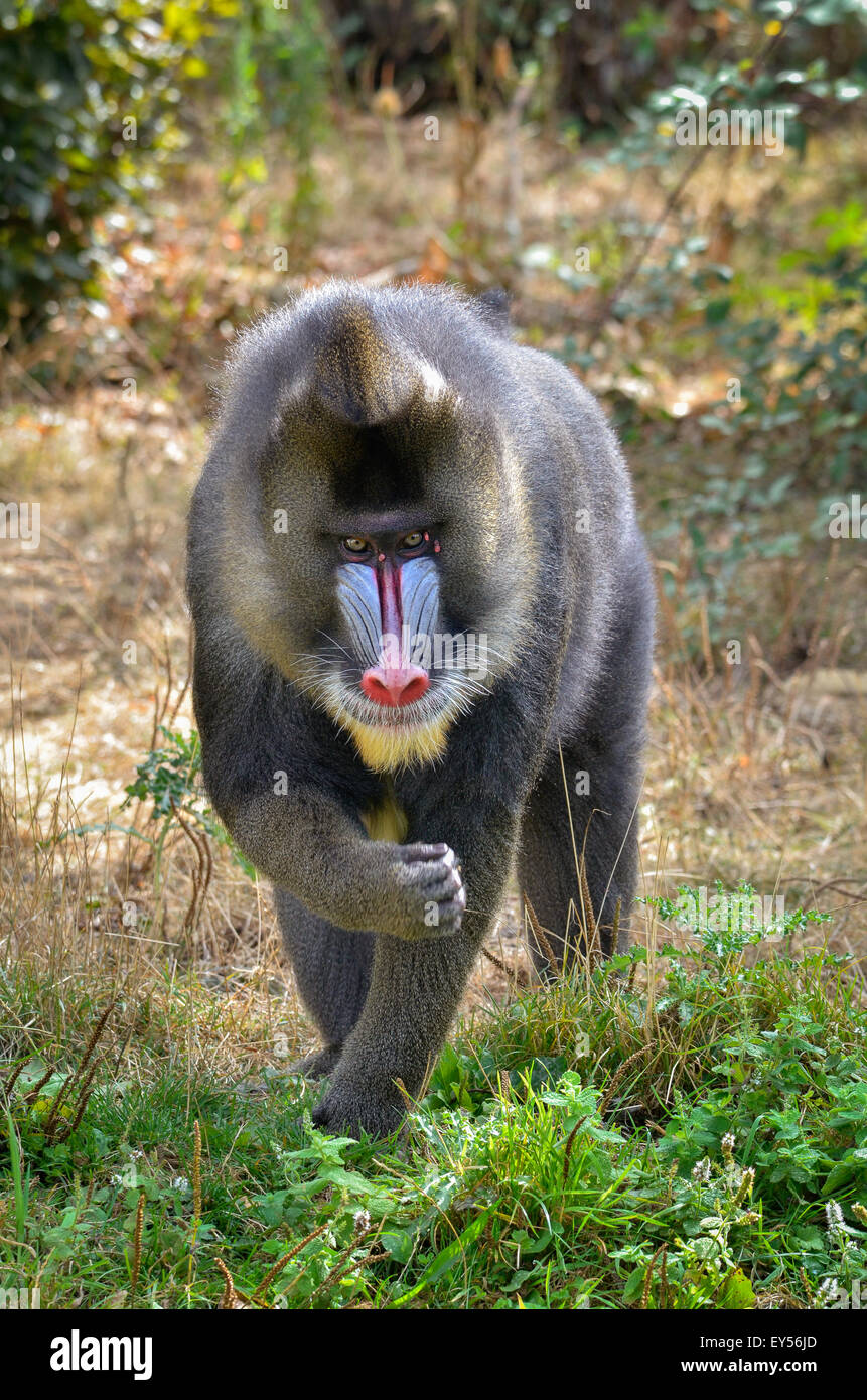 Male Mandrill - Monkey Valley France Stock Photo - Alamy