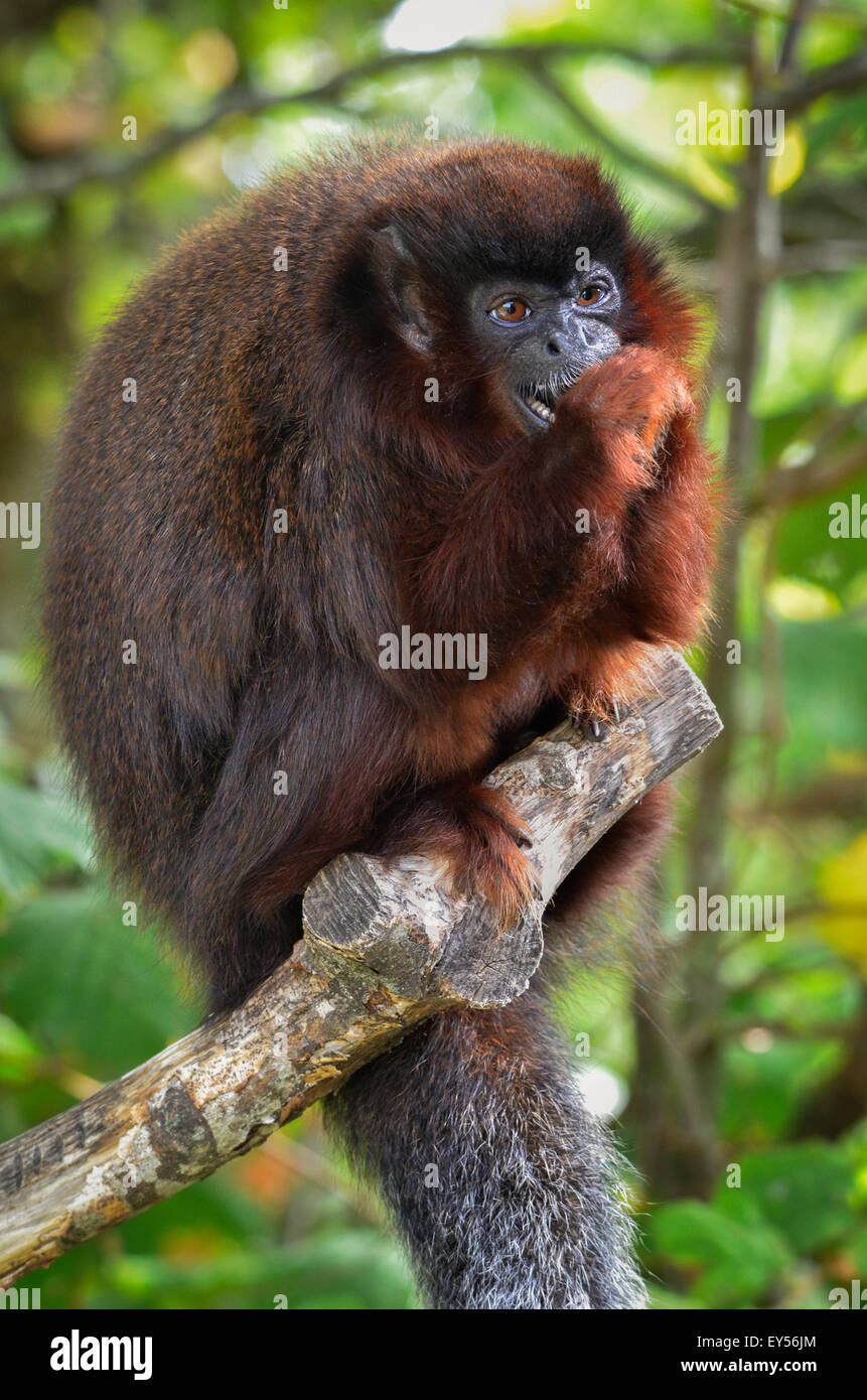 Red Titi Monkey eating a nut - Monkey Valley France Stock Photo - Alamy